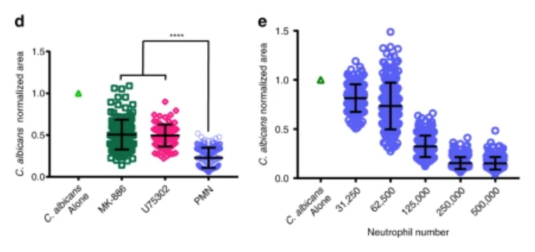 Polypico | Enabling Research into Neutrophil Infiltration